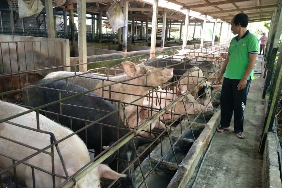 Harga Babi Jatuh, Masyarakat Diajak Mepatung untuk Bantu Peternak ...