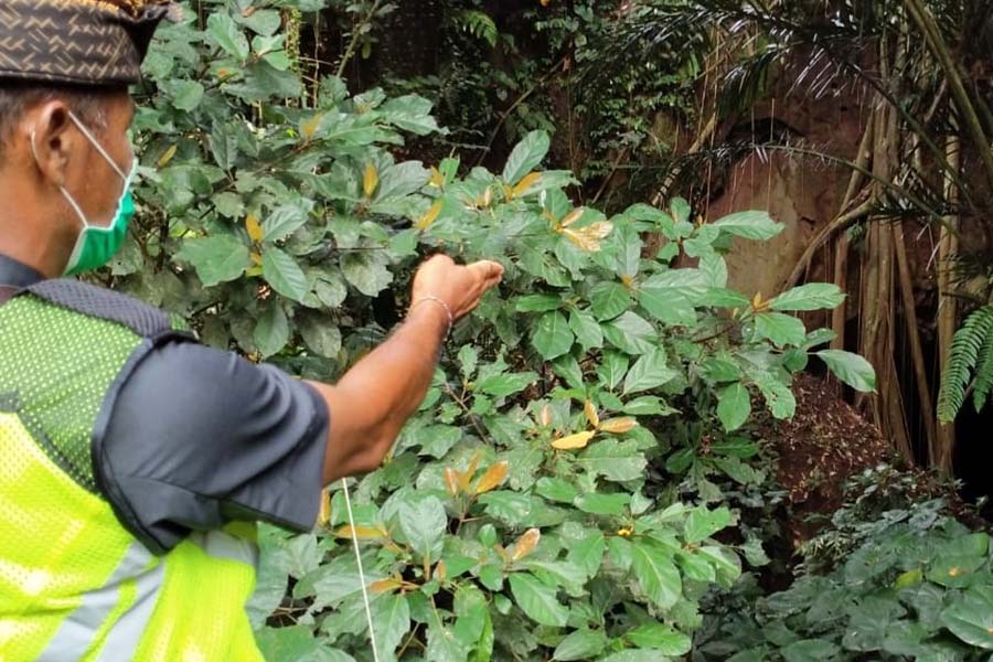 Pantang Sayur Timbul, Tradisi Leluhur yang Masih Dipegang Krama Adat ...