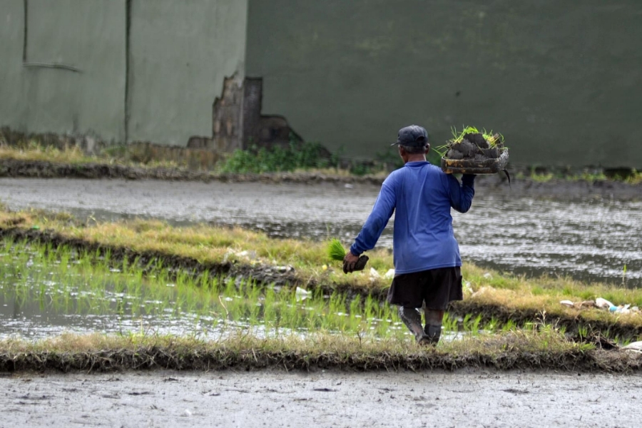 Baik untuk Bercocok Tanam, Berikut Ala Ayuning Dewasa 6 September 2025 ...