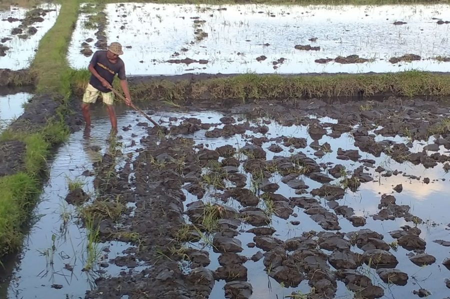 Baik untuk Menggarap Sawah, Berikut Ala Ayuning Dewasa 13 September 2025 | BALIPOST.com
