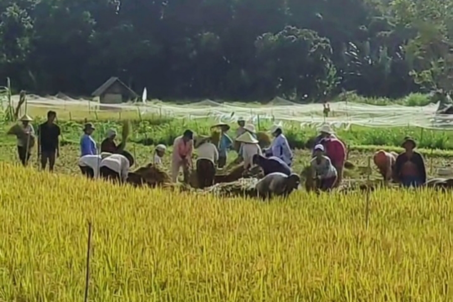 Lahan Sawah Menyempit, Produksi Gabah Menurun | BALIPOST.com