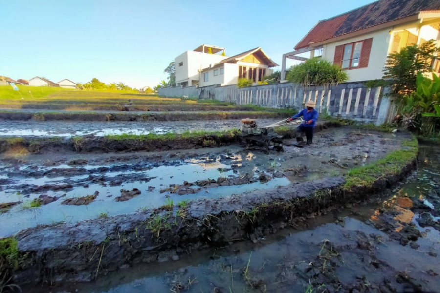 Baik untuk Membuka Lahan Pertanian Baru, Berikut Ala Ayuning Dewasa 2 ...