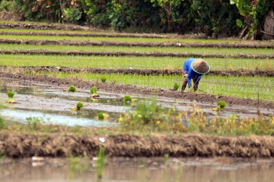 Tidak Baik untuk Membajak Sawah, Berikut Ala Ayuning Dewasa 9 Oktober ...