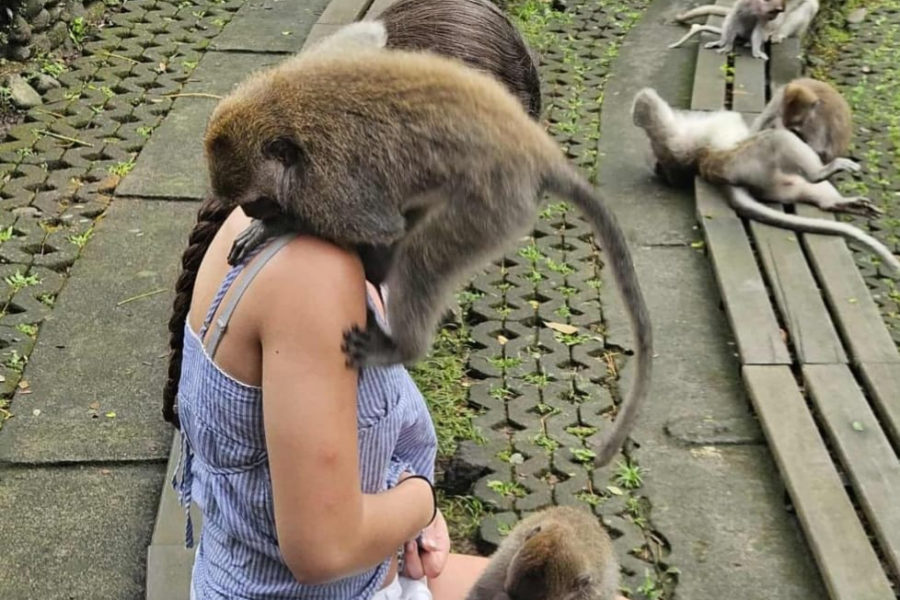 Viral Pengunjung Digigit Monyet, Pengelola Monkey Forest Beri Tanggapan ...