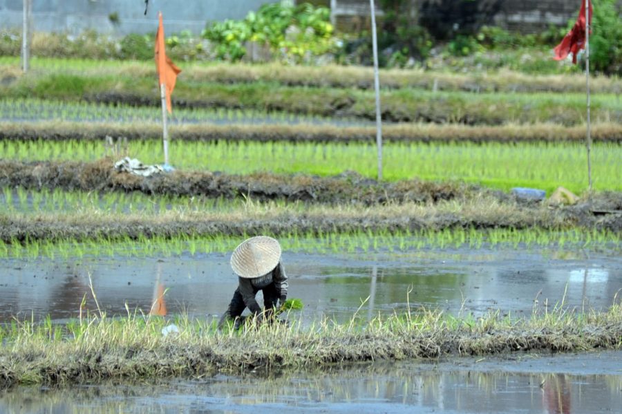 Tidak Baik untuk Menanam Padi, Berikut Ala Ayuning Dewasa 11 November ...
