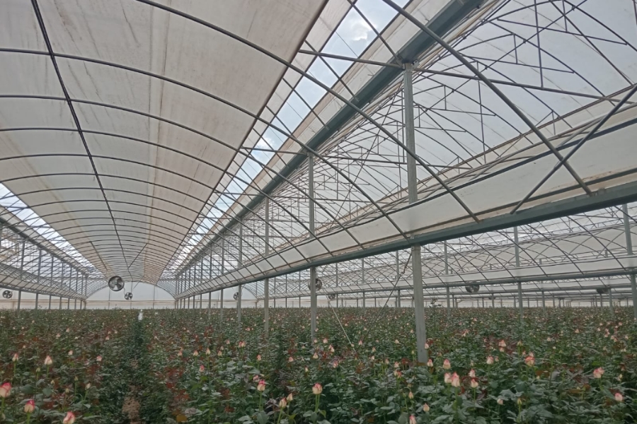 Industri Bunga Potong Terbesar di China, Koperasi Desa di Kunming ...