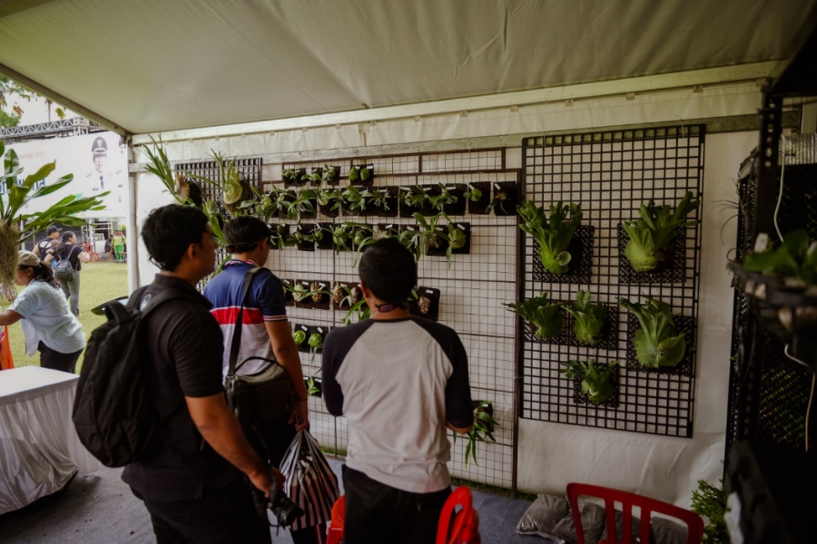 Aneka Jenis Simbar Dipamerkan di Mangupura Platycerium Exhibition ...