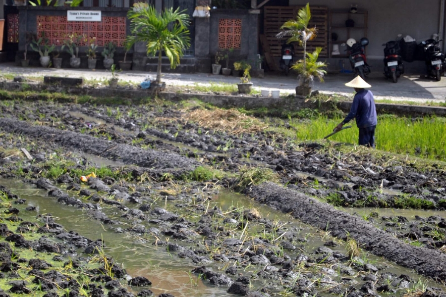 Baik untuk Membuka Lahan Pertanian Baru, Berikut Ala Ayuning Dewasa 6 ...
