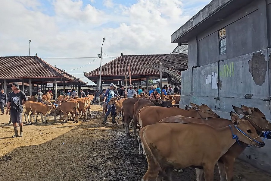 Antisipasi Penyakit LSD pada Sapi, Badung Siapkan Tim Reaksi Cepat ...