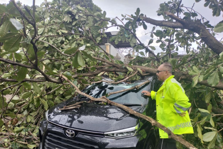 Pohon Ketapang Timpa Mobil di Areal Parkir GOR Ngurah Rai | BALIPOST.com