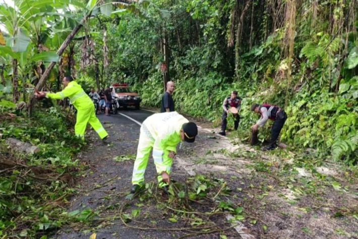 Pohon Tumbang Tutup Jalan Junjungan Ubud, Arus Lalin Sempat Lumpuh ...