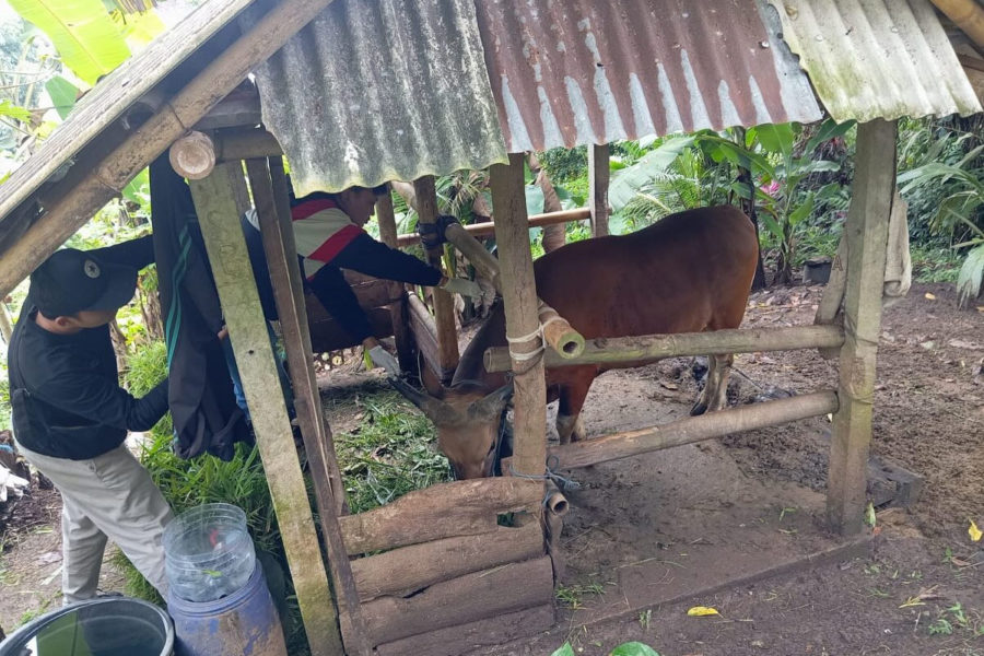 Sasar 54 Ribu Anjing dan 34 Ribu Sapi, Vaksinasi Rabies dan PMK ...