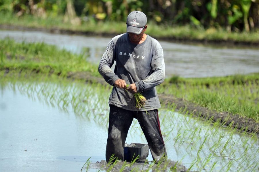 Baik untuk Menanam Padi, Berikut Ala Ayuning Dewasa 24 Februari 2026 ...