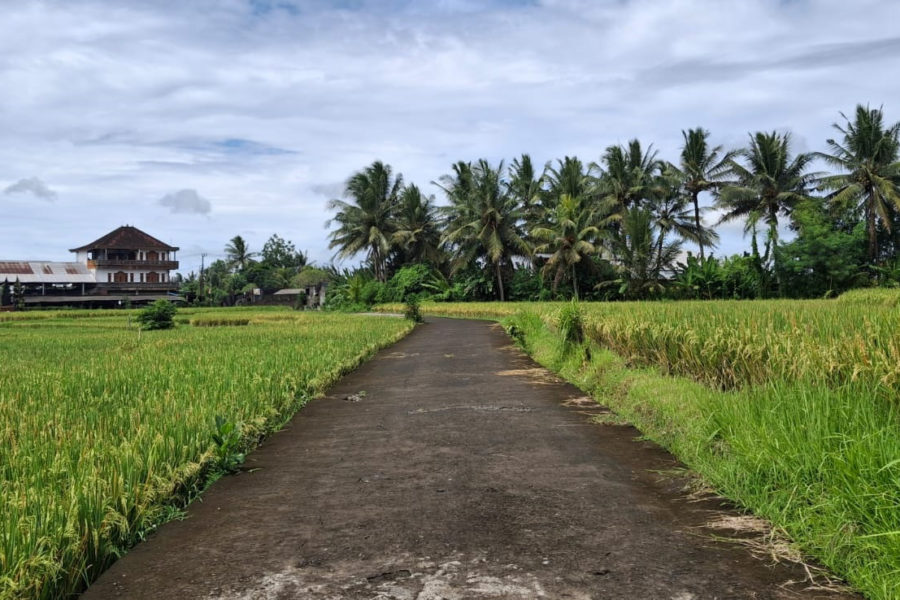 AUTP Dicover APBD Tabanan, 5.000 Hektare Sawah Petani Dapat Asuransi ...