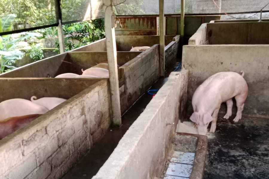 Hari Baik untuk Mulai Memelihara Ternak, Berikut Ala Ayuning Dewasa 7 ...
