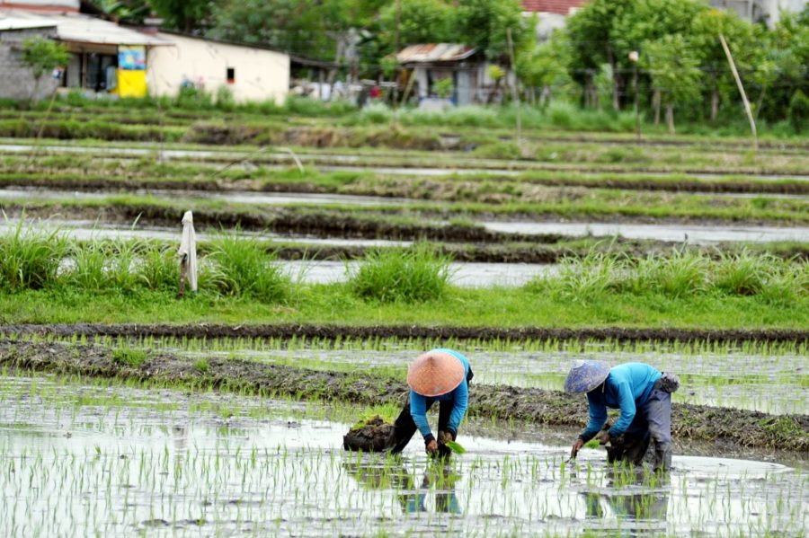Baik untuk Membuka Lahan Pertanian, Berikut Ala Ayuning Dewasa 30 April ...