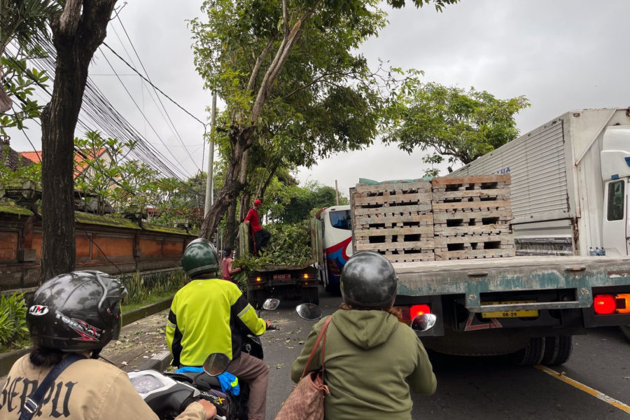 Badung Caka Fest 2026, Jalur Ogoh-Ogoh Steril dari Ranting Pohon ...