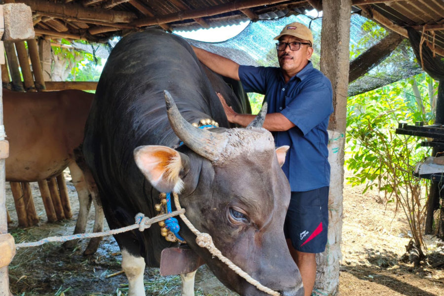 Antar Sapi Jagiran Buleleng Ke Istana, Sukata Sebut Tak Ada Makanan ...