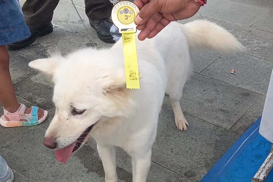 Asih Harumkan Nama Bali Di PERKIN Dog Show 2026 1 | BALIPOST.com