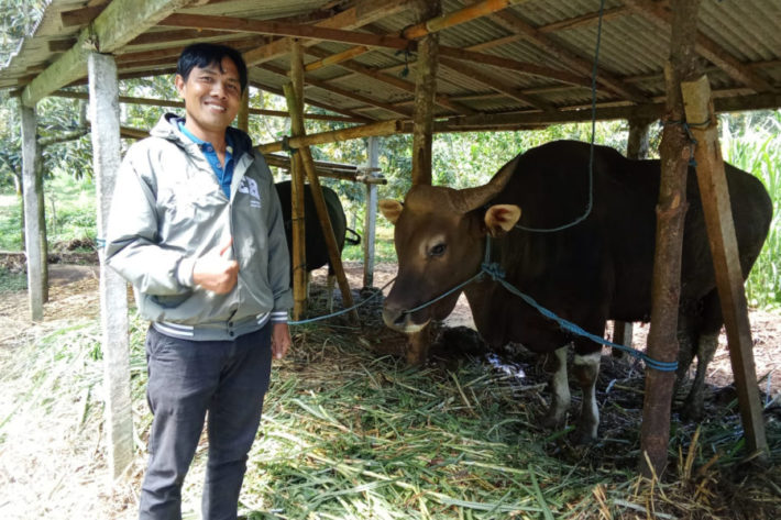 Berbobot 650 Kg, Sapi Bali Milik Peternak di Tembuku Dipilih Jadi ...