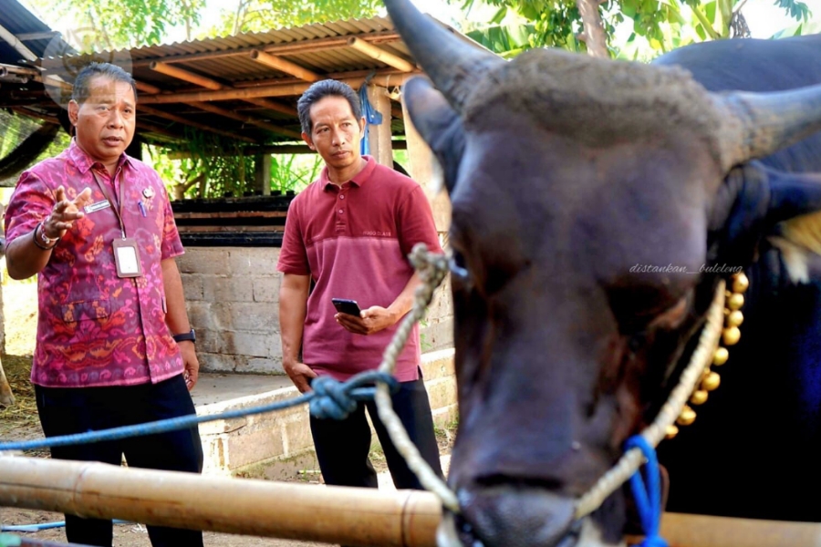 Langganan Istana, Sapi Peternak Asal Desa Petandakan Kembali Dibeli ...
