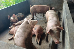 Puluhan Babi di Gianyar Mati Diduga ASF, Peternak Diimbau Perketat ...