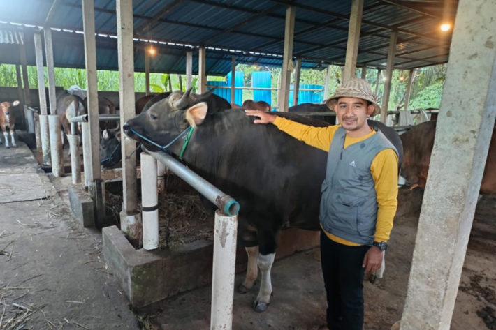 Sapi Peternak Muda Gianyar Terpilih Jadi Hewan Kurban Presiden Prabowo ...