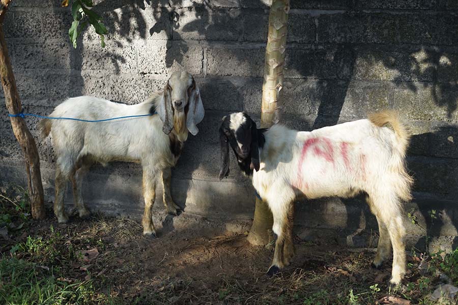 Warga Muslim Serangan Berbagi Daging Kurban Dengan Bandesa Dan Umat ...