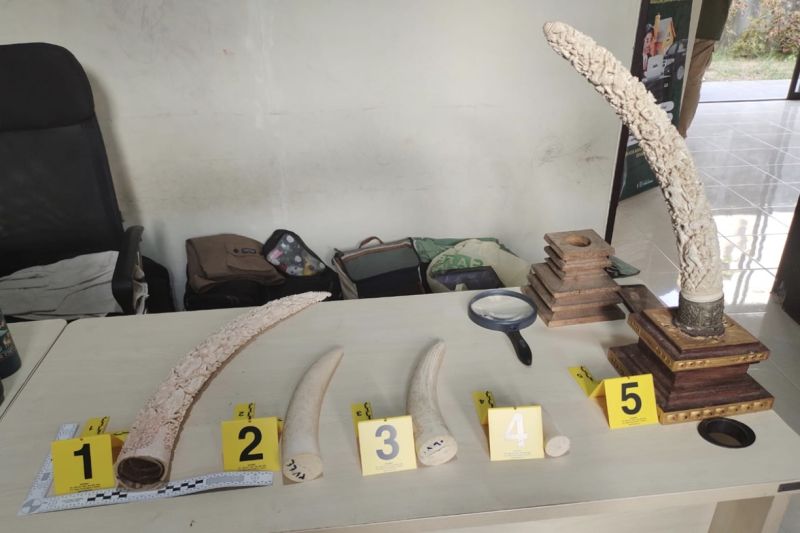 Kemenhut Ungkap Sindikat Perdagangan Gading Gajah Di Bali 1 | BALIPOST.com
