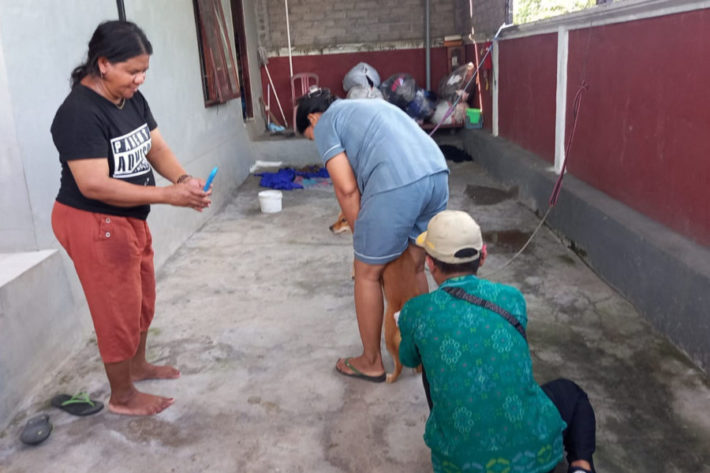 Korban Gigitan Anjing Rabies Bertambah, Vaksinasi Darurat Digelar di ...