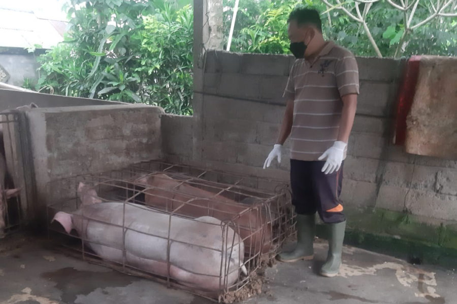 Stok Babi Di Bangli Dipastikan Aman, Jelang Galungan Kesehatan Ternak ...